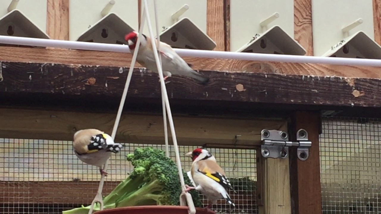 CARDUELIS MAJOR 2016 - YouTube