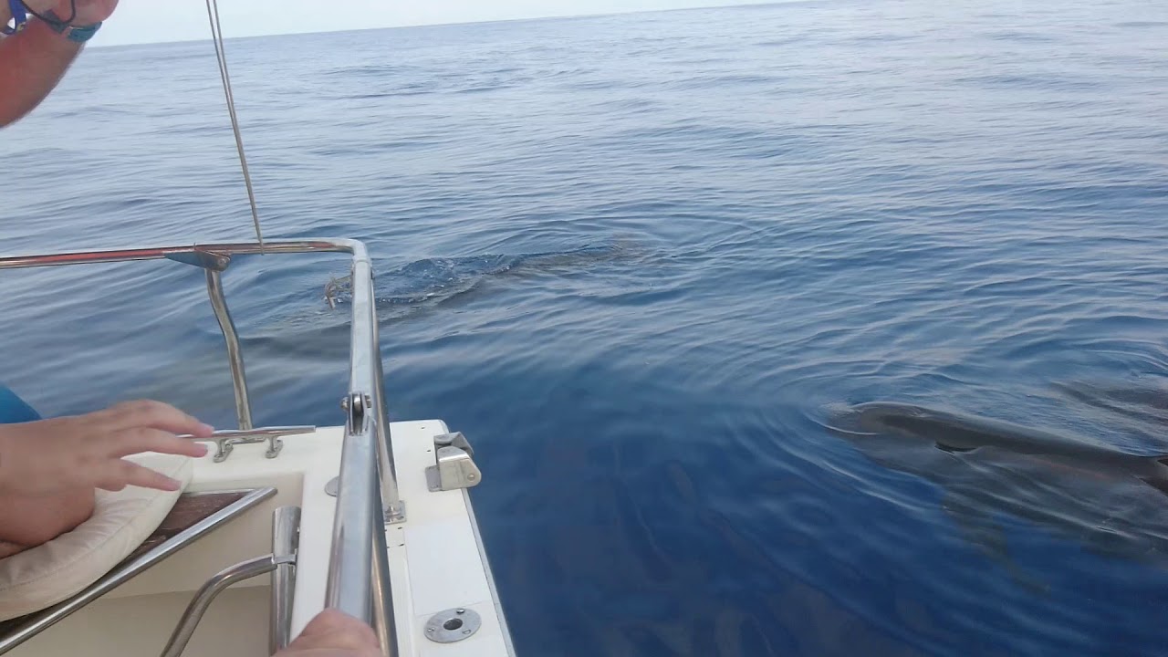 Parte 2 Calderón común Globicephala melas - YouTube