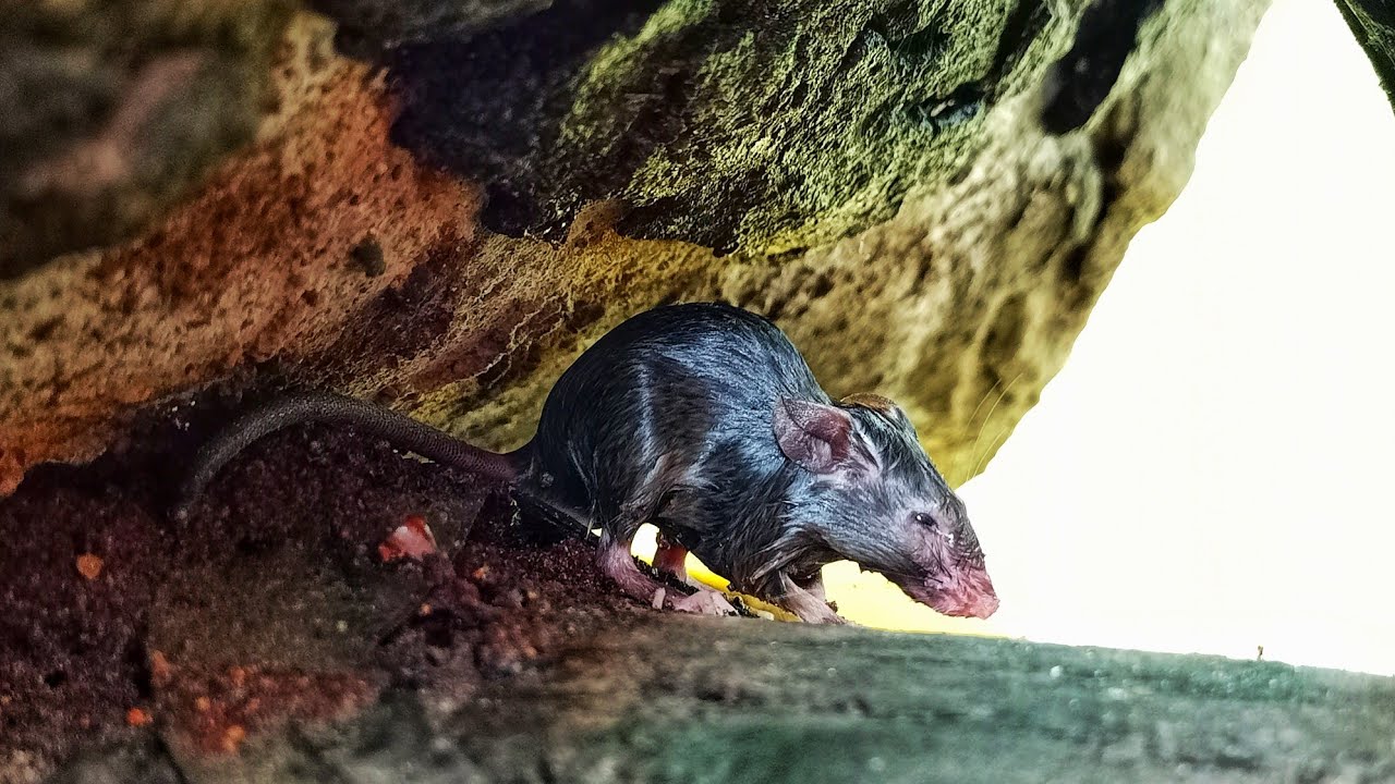 What Happened To The Rat In The End | শেষ পর্যন্ত ইঁদুরের কী হলো | Must ...