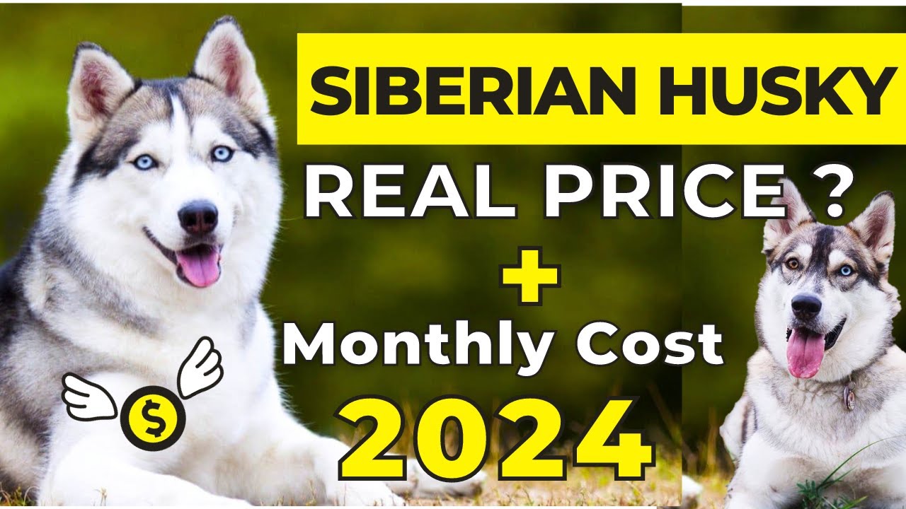Siberian Husky Price In India 2024 | Siberian Husky Price and Monthly ...
