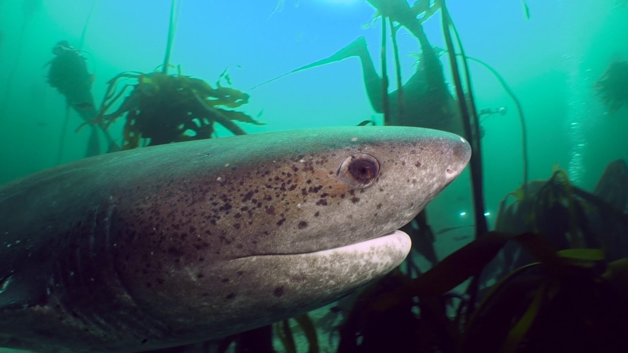 requin plat nez - YouTube