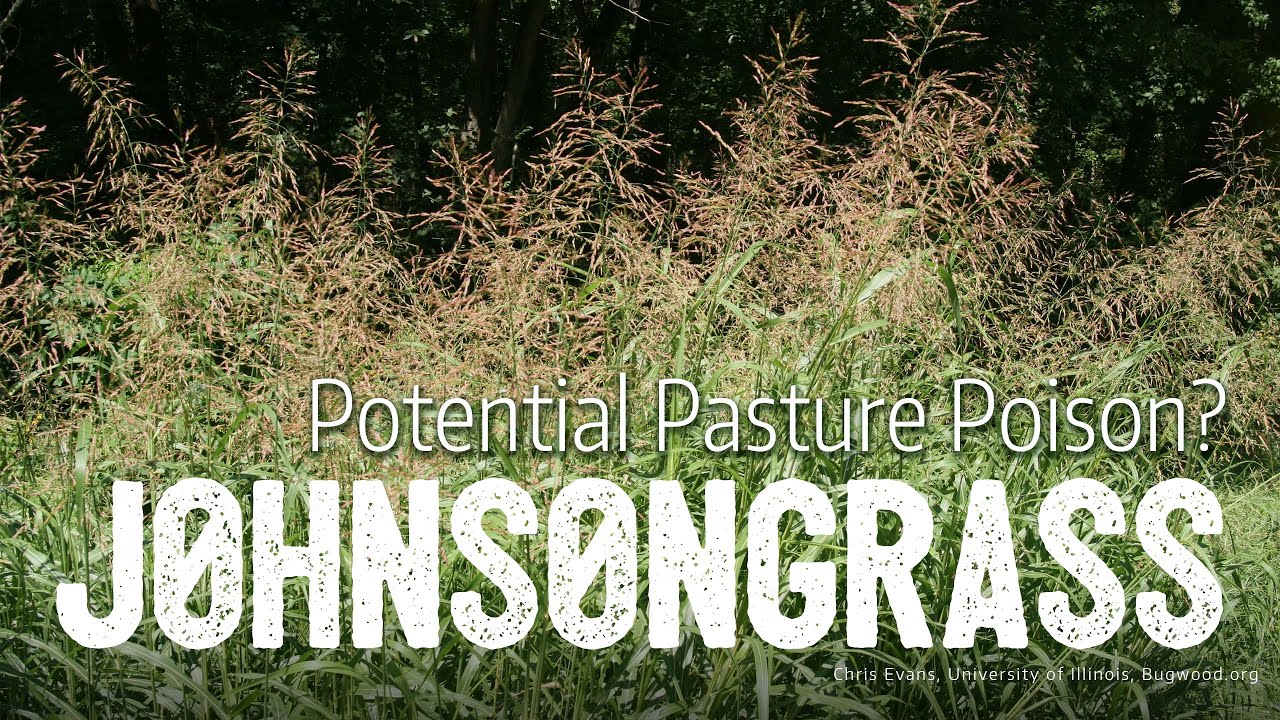 JohnsonGrass: Potential Pasture Poison? - YouTube