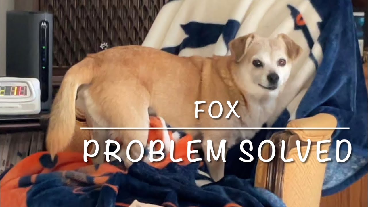 Watch #cutedog FOX Solve His problem #dogloverforever #doglover # ...