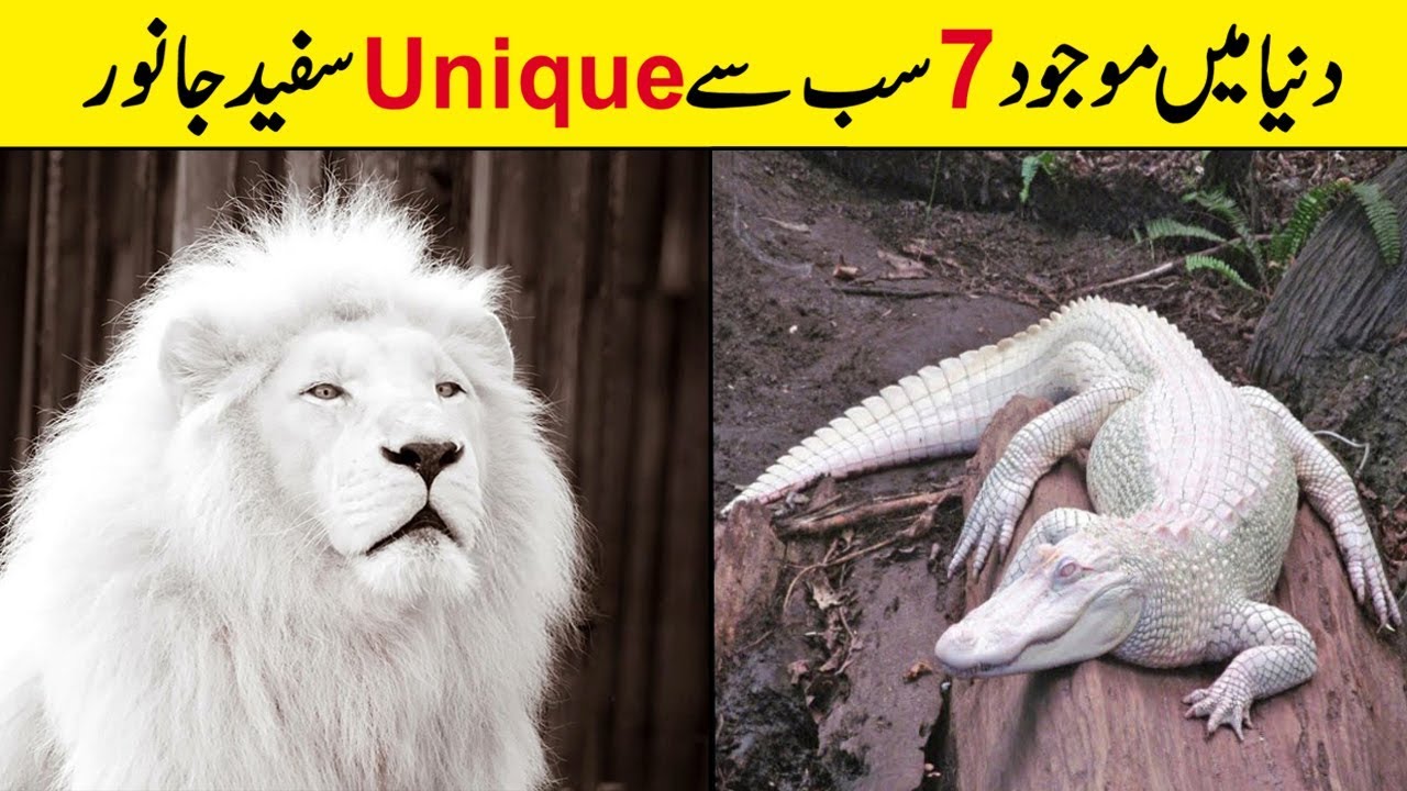 7 Most Rare White Animals In The World | Most Beautiful Albino Animals ...
