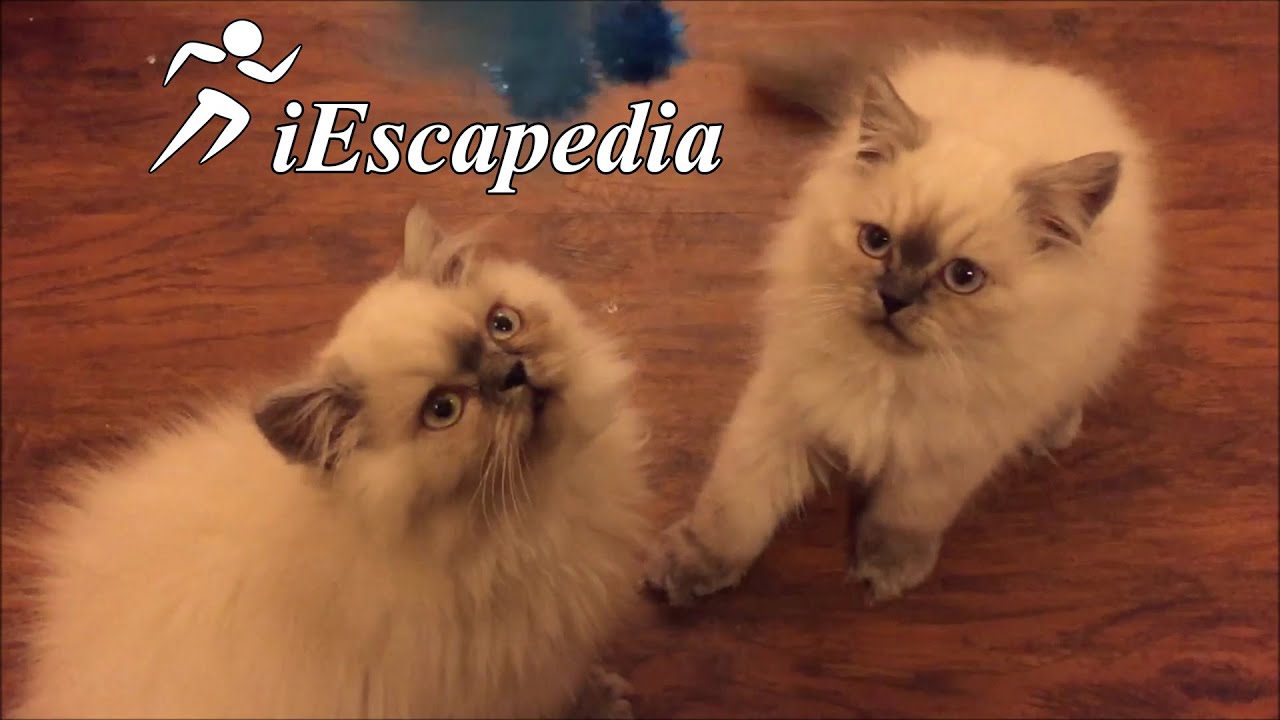 Funny and Cute Persian Cats - YouTube