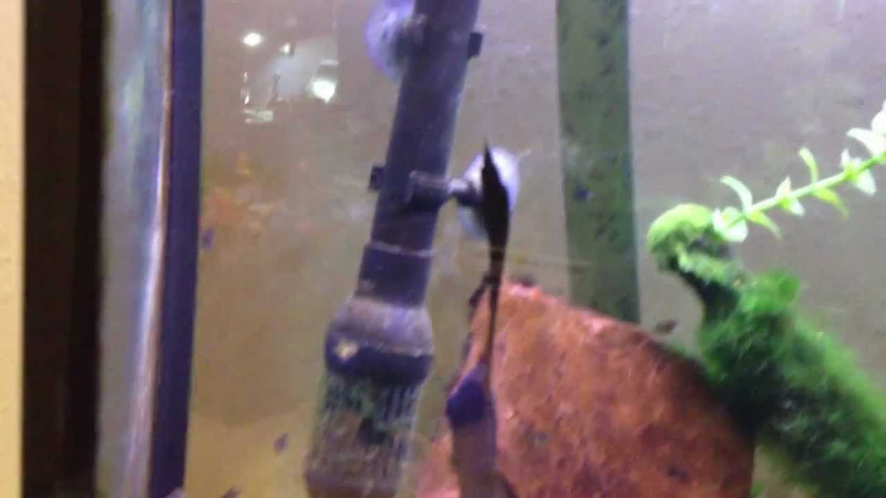 Baby Freshwater Angelfish - 3 weeks old - YouTube
