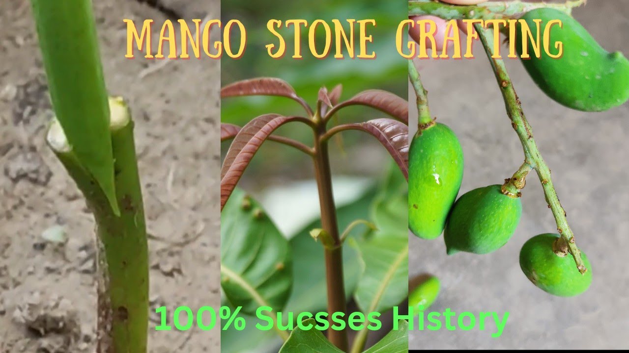 Mango stone grafting new technique | आम का गुठली कलम कैसे करे #grafting ...
