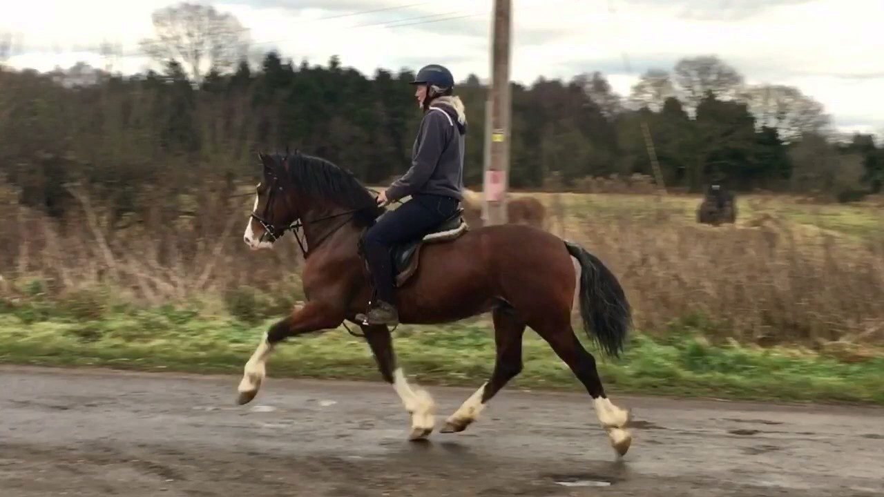 4Year Old Welsh Section D Stallion by Danaway Tango - YouTube