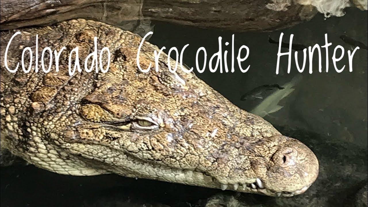 Colorado Crocodile Hunter! Our Reptile Adventure at Colorado Gators ...