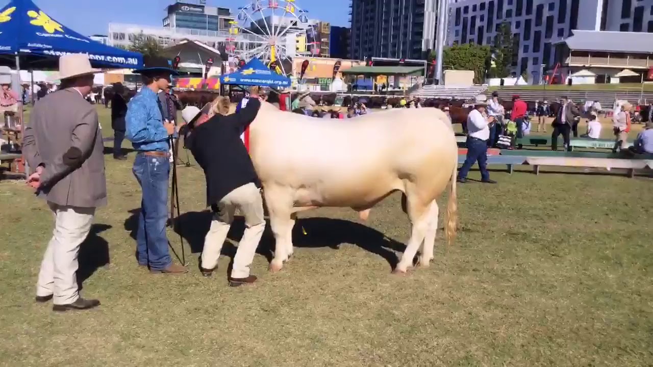2017 Ekka Judging - Ring 6 - YouTube