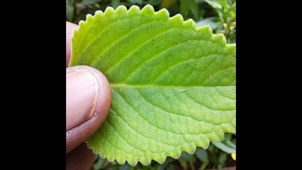 Samsung Galaxy M33 5G back camera samples