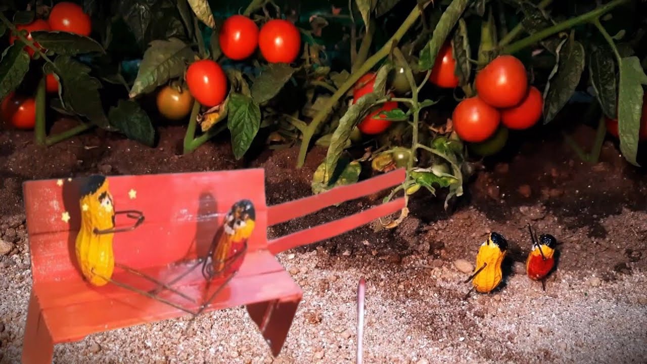 Organic mini tanela tomato farming || Toys produce Tanela tomato ...