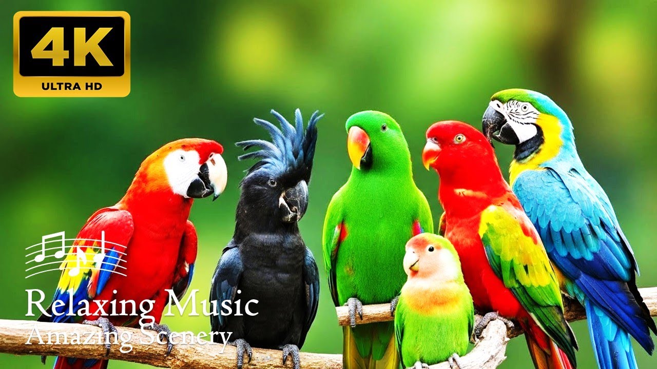 🐦Amazon Ecology 4k The Mysterious World of Color - YouTube