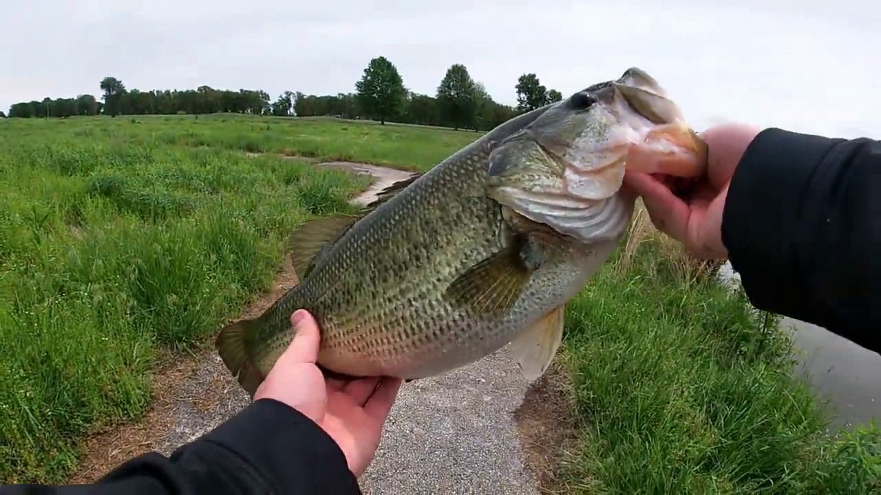 Top 5 Best Fish Catches - YouTube