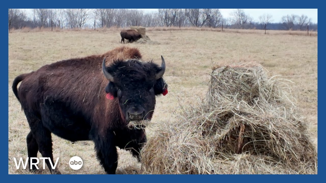 Bison back in the spotlight after Indiana University's mascot revival ...