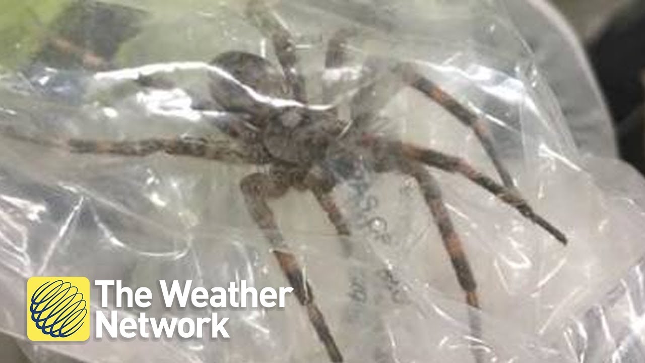 GIANT spider found in Indiana is something out of a horror film - YouTube