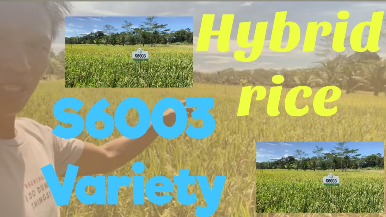 Hybrid Rice/ S6003 ang variety, Syngenta! #hybrid #syngenta #ricefield ...