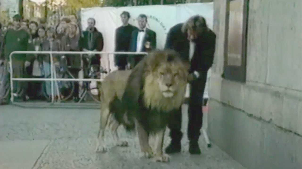 Ataque de Leon 1 - ¿Por qué Atacan Los Animales? - YouTube