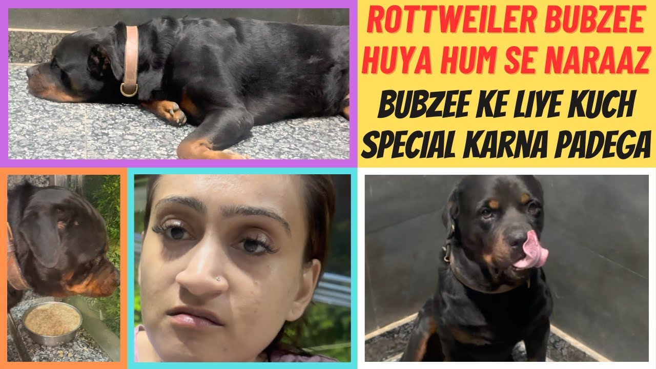 Rottweiler Bubzee Ne Dikhaayi Bohot Zyada Naraazagi: Ab Karna Padega ...