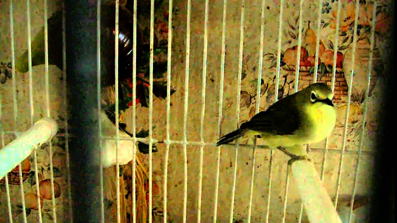My singing japanese White-eye(Zosterops japonicus) Brillenvogel - YouTube