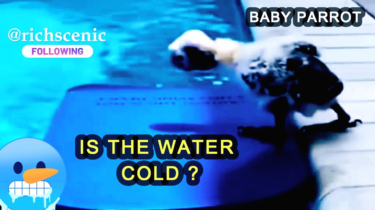 Winter Baby Parrot's SHOCKING Cold Water Swimming Ability Revealed ...