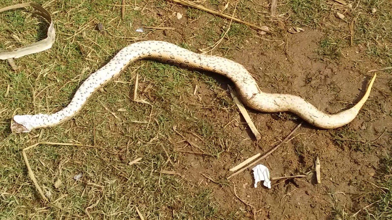 chandra bora snake video - YouTube