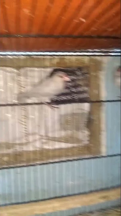 silver java 3 adult pair ready to breed - YouTube