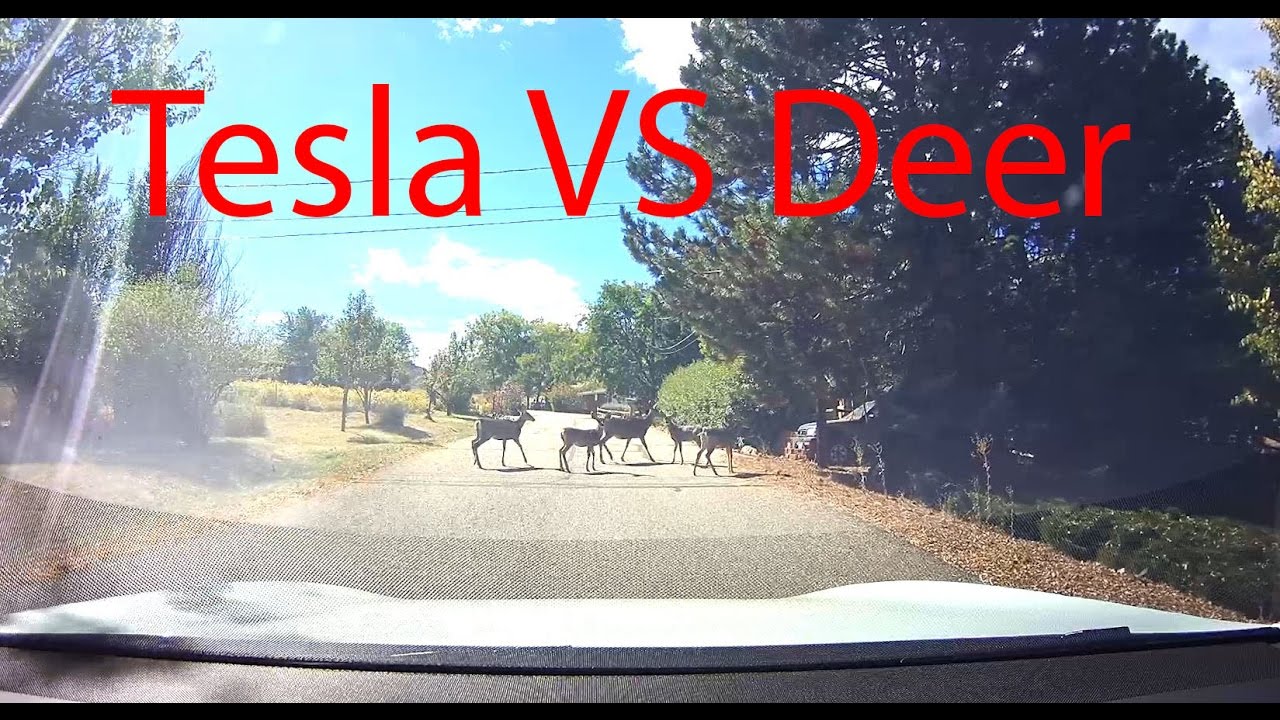 Tesla VS Deer - YouTube