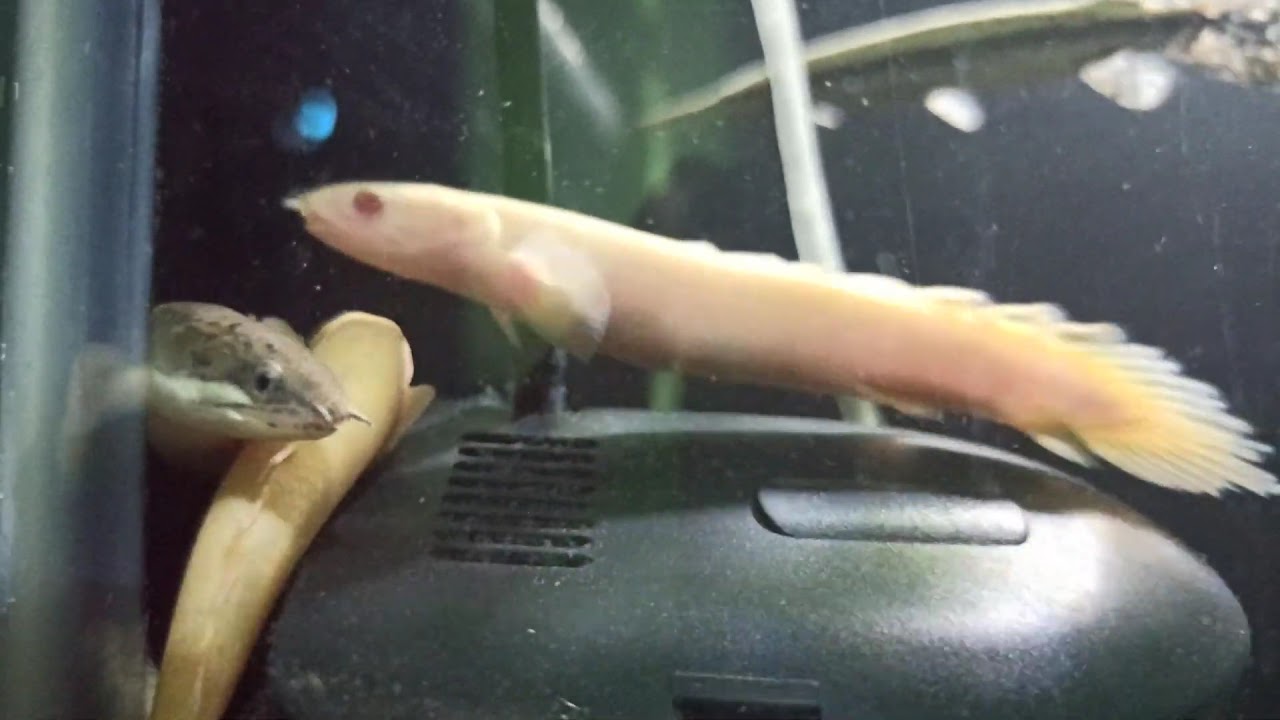 Albino Dragon Fin Fish