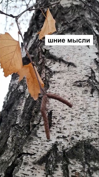 Что такое жизнь? #shorts - YouTube
