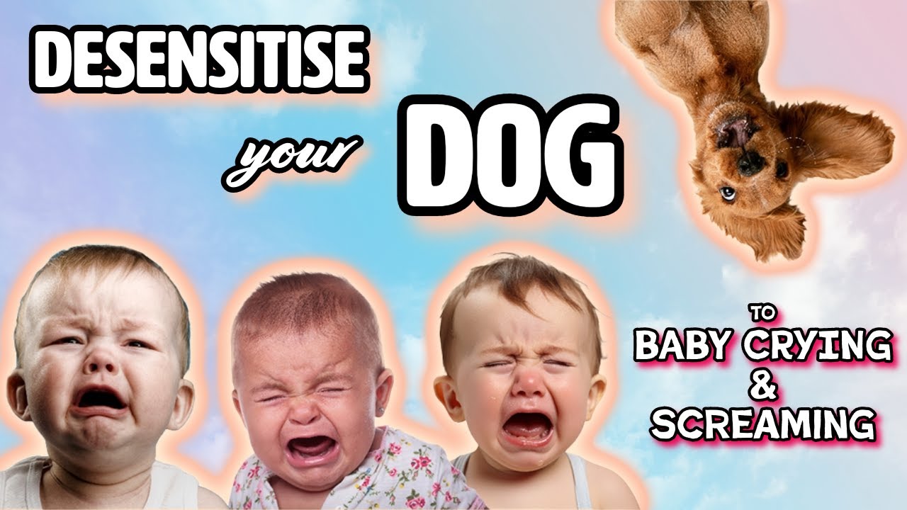 ONE HOUR of BABY CRYING AND SCREAMING SOUNDS to desensitise your dog ...