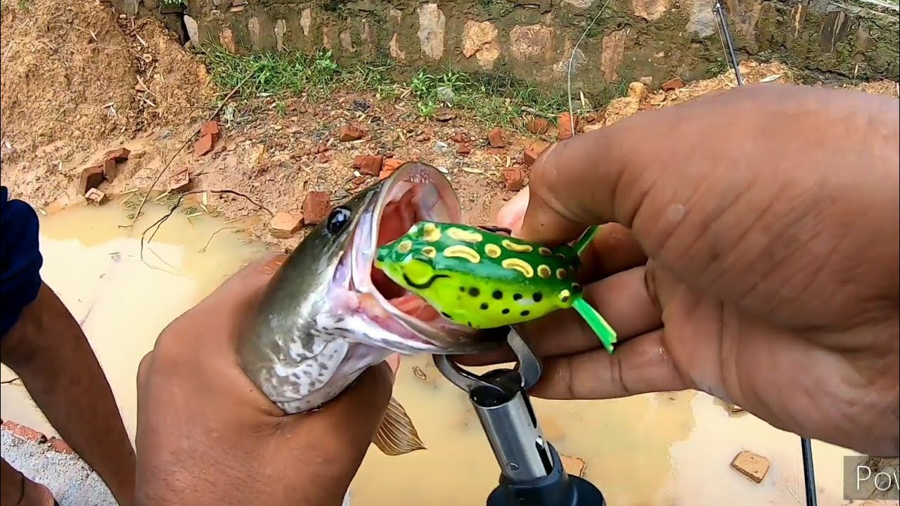 amazing Snakehead fishing with balloon frog #kaalfisher - YouTube