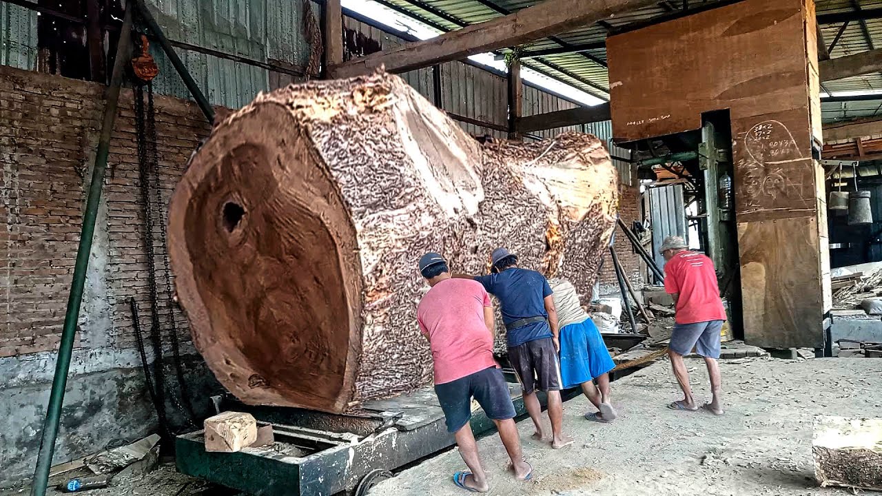 Cukup alot !! gergaji kayu trembesi besar mantan tempat sesaji pemuja ...