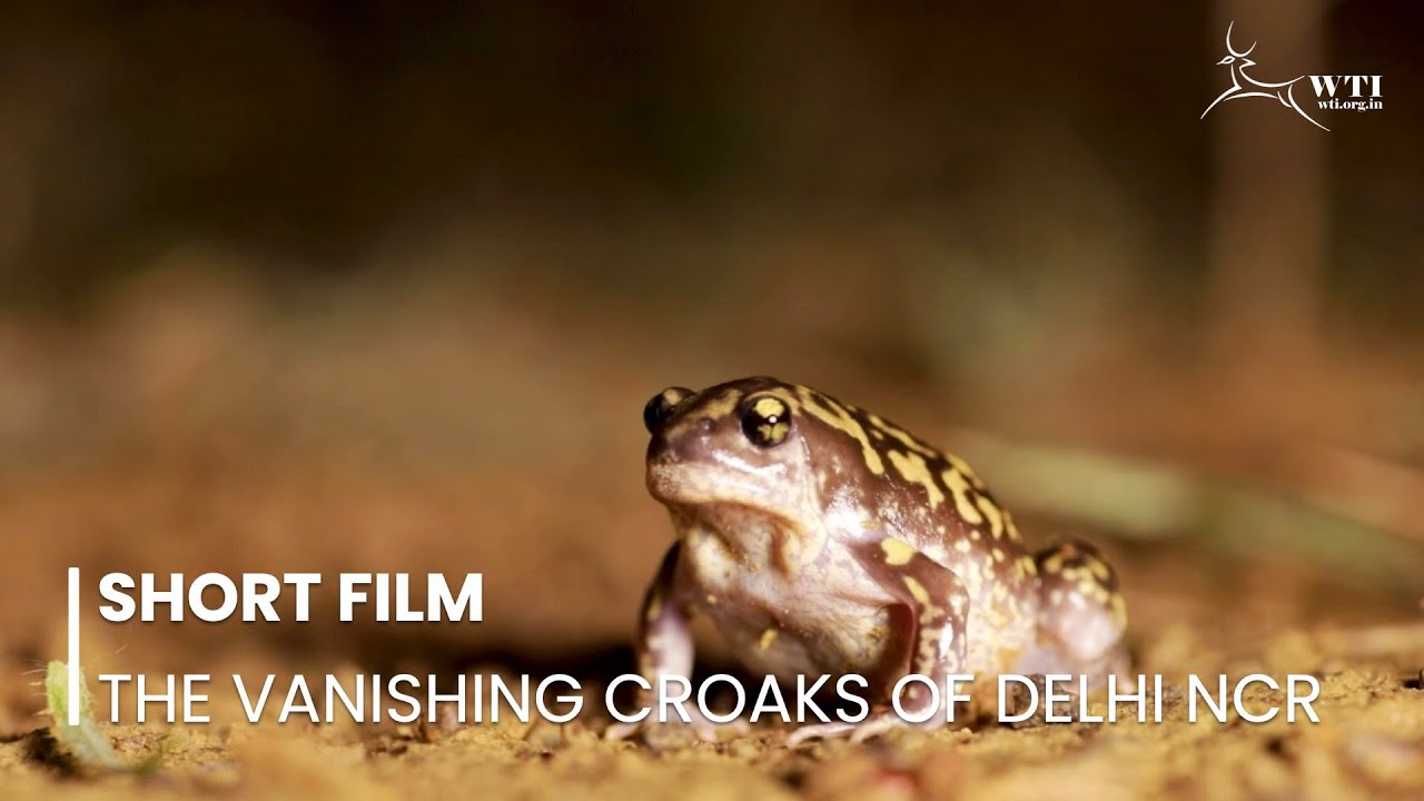 Film: The Vanishing Croaks of Delhi NCR - YouTube