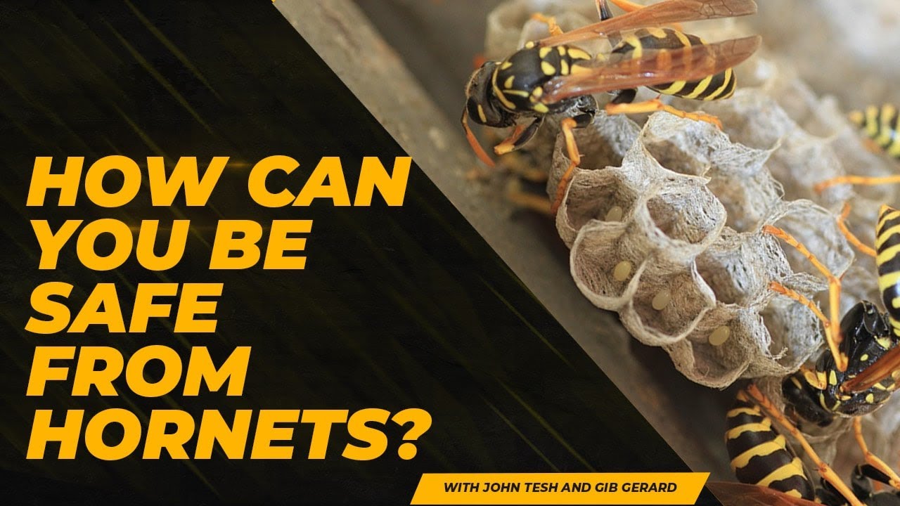 How can you be safe from hornets? - YouTube