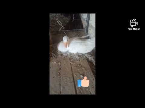 Qırt düşən qaz necə olur?