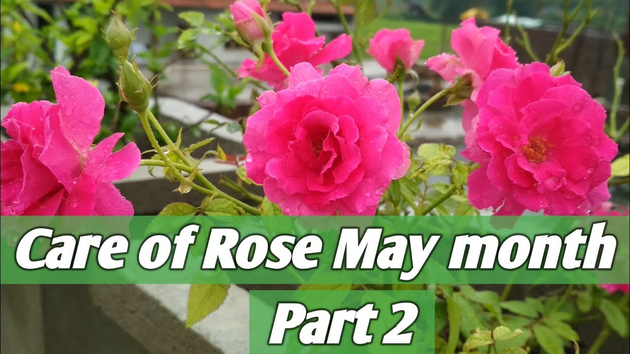 Care of Rose Plant in May month part 2. Care of Rose Plant in May month ...
