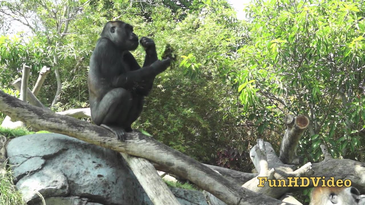 Good Catch! Gorilla Catches Food Tossed By Zookeeper - YouTube