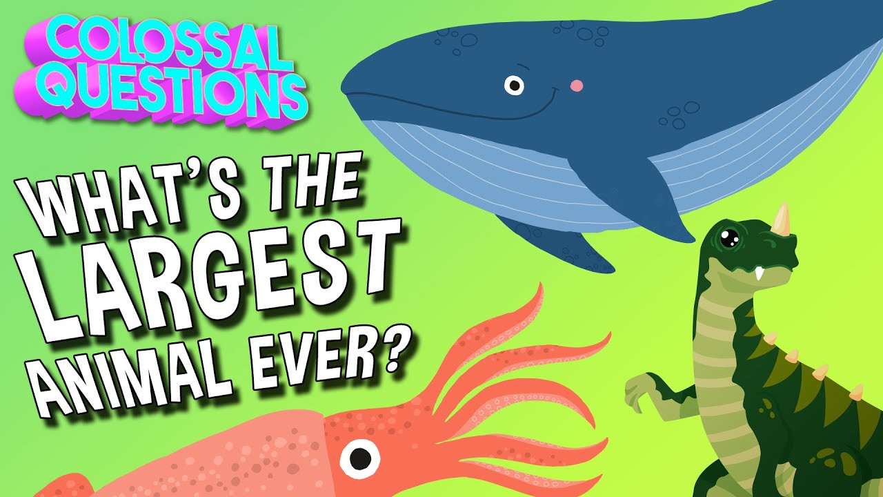 What s The Largest Animal To Ever Exist COLOSSAL QUESTIONS YouTube what-s-the-largest-animal-to-ever-exist-colossal-questions-youtube
