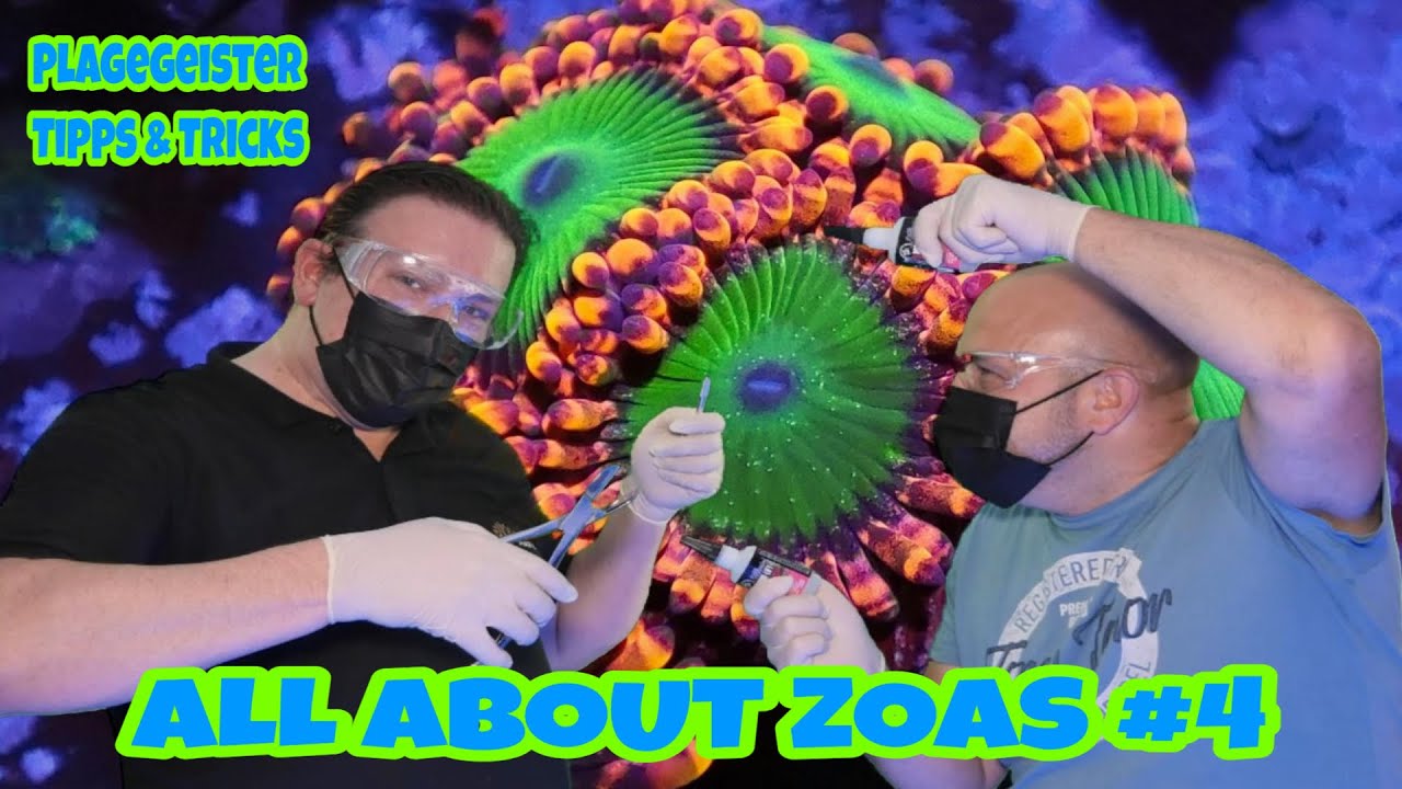 💦ALL ABOUT ZOAS Folge # 4💦Plage Geister & Wertvolle Tipps💦 - YouTube