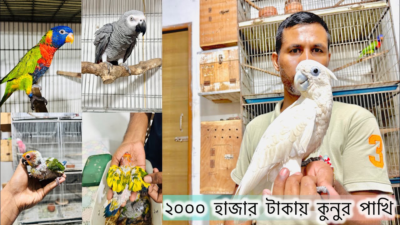 BD Pakhir Duniya নতুন ভিডিও || আজকের ভিডিওতে কম দামে ভালো পাখি পাবেন ...