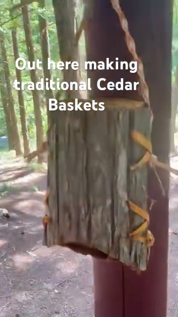 Camped out making Traditional Cedar Baskets. - YouTube