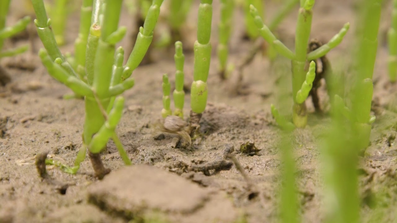 Where Does Marsh Samphire Come From YouTube where-does-marsh-samphire-come-from-youtube