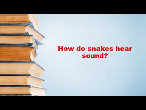 How do snakes hear sound? - YouTube