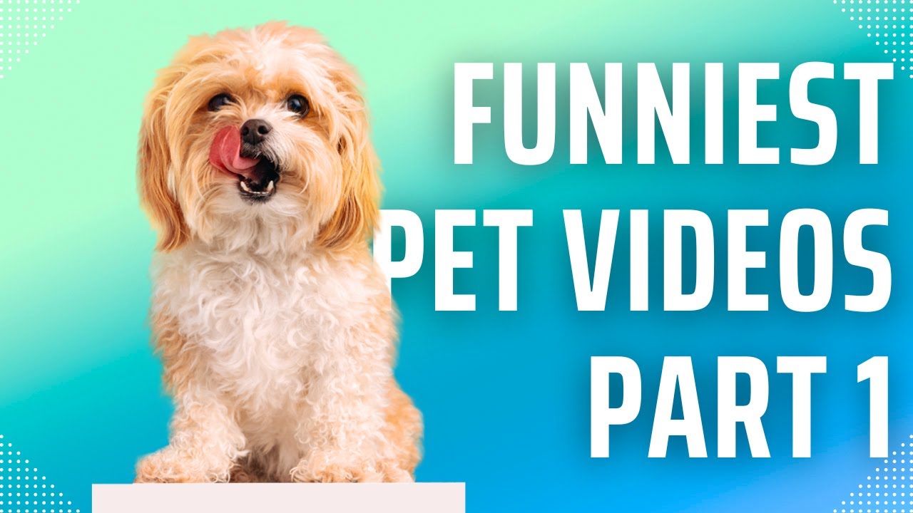 FUNNY PET VIDEOS ALL AROUND THE WORLD! PART 1 - YouTube