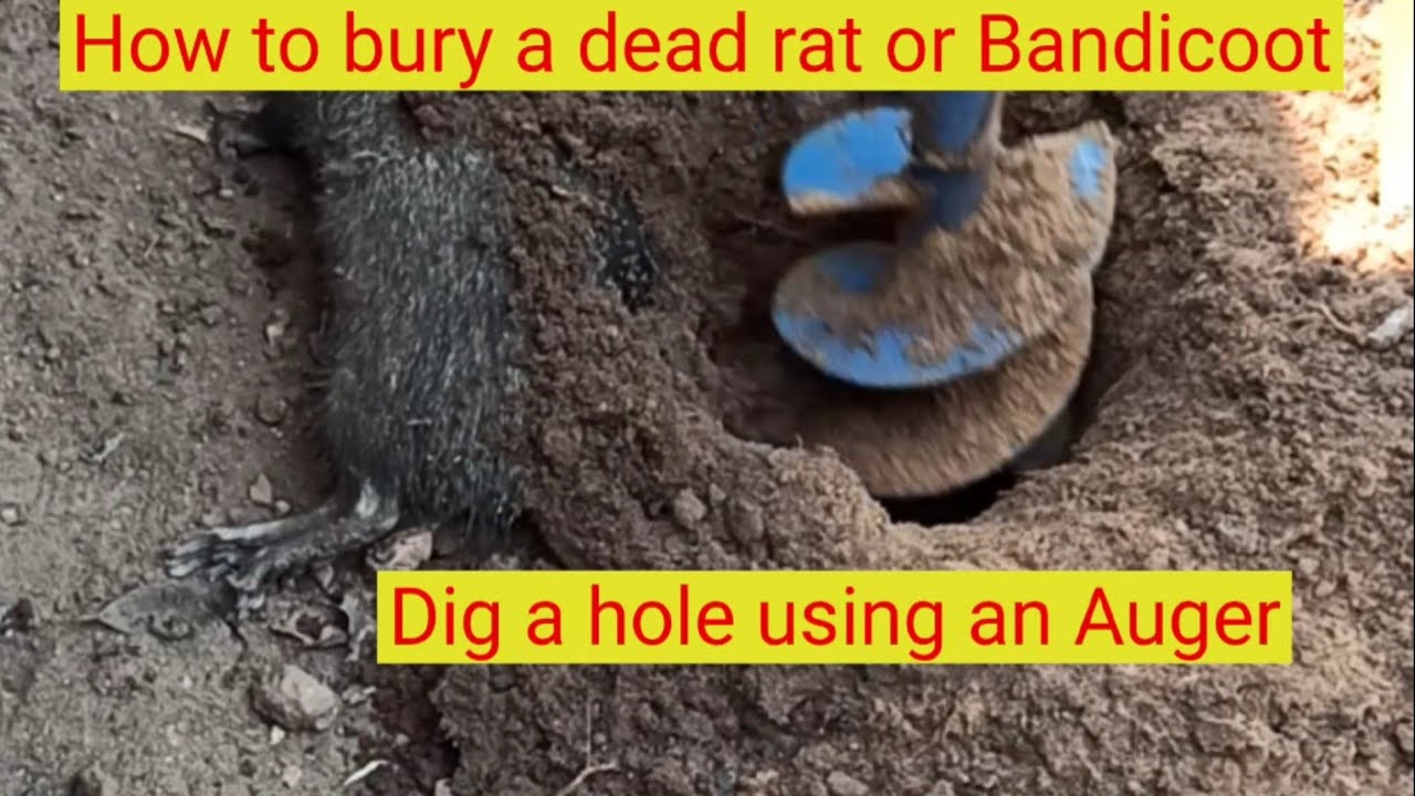 How to bury a dead rat using an Auger to dig a vertical hole. - YouTube