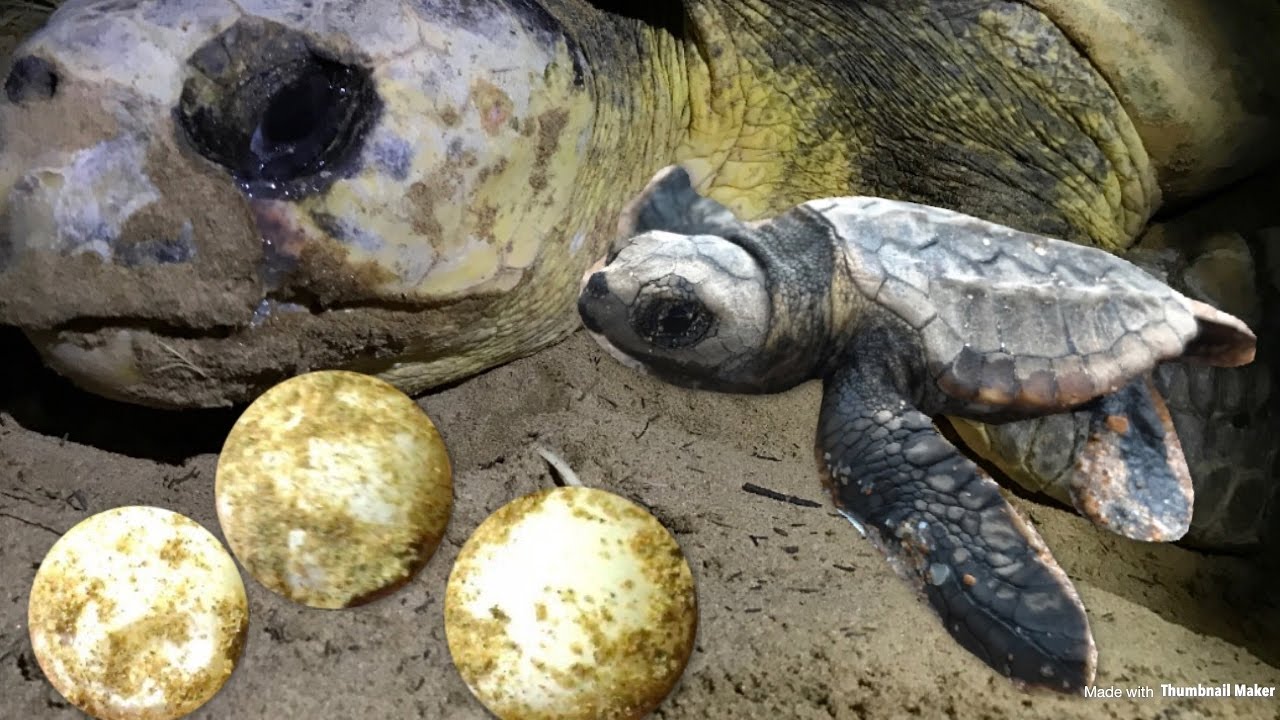 RARE SEA TURTLE FOUND LAYING EGGS & HATCHLINGS - YouTube