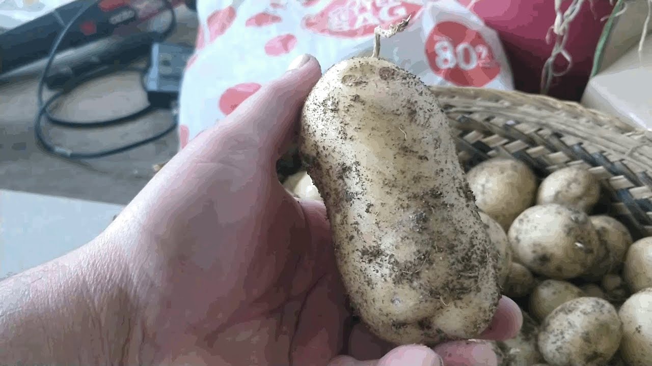 Hydroponic Sebago Potato Harvest - YouTube