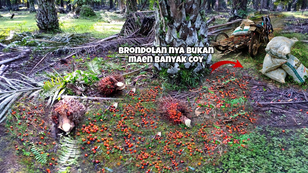 buah nya banyak aja, brondolan nya juga betabur coy, rotasi tembus 15 ...