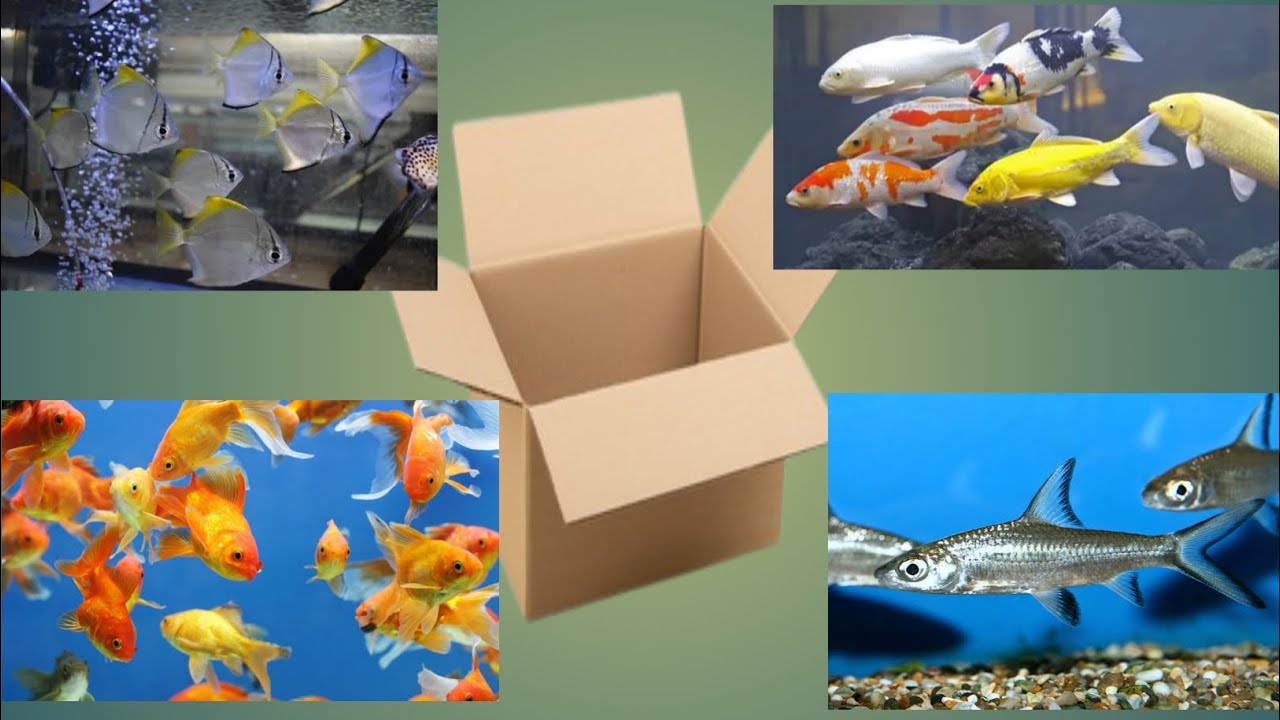 Aquarium live fish PARSAL UNBOXING how to live fish parsal Unboxing ...